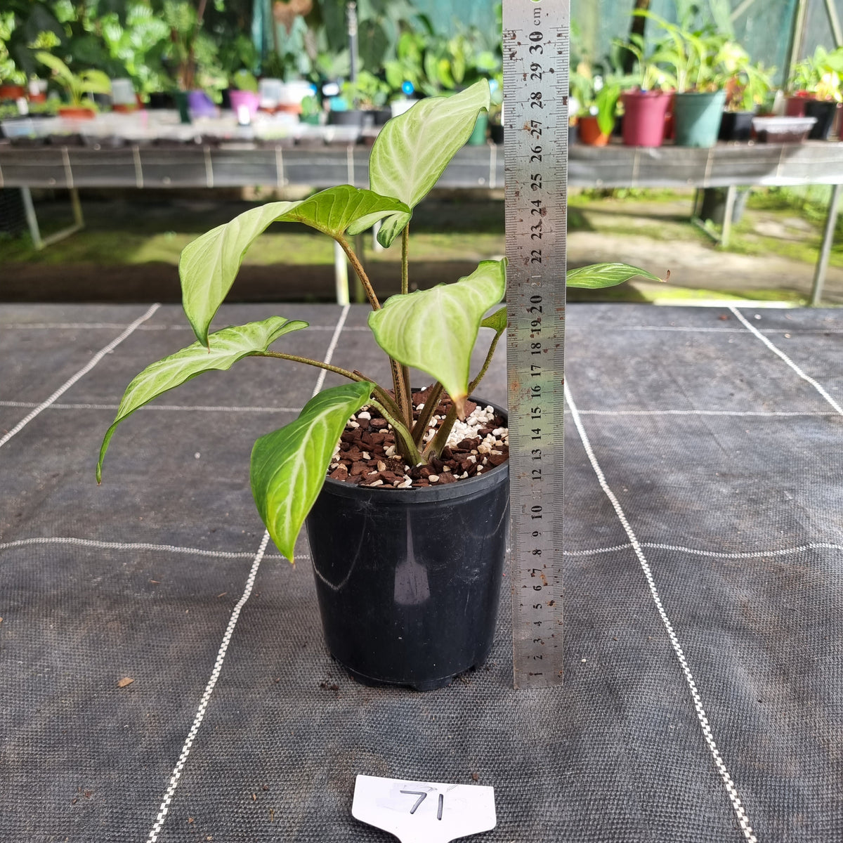 #71 Variegated Phyllotaenium Lindenii 'Cream Cheese' – J & S Plant Pickers