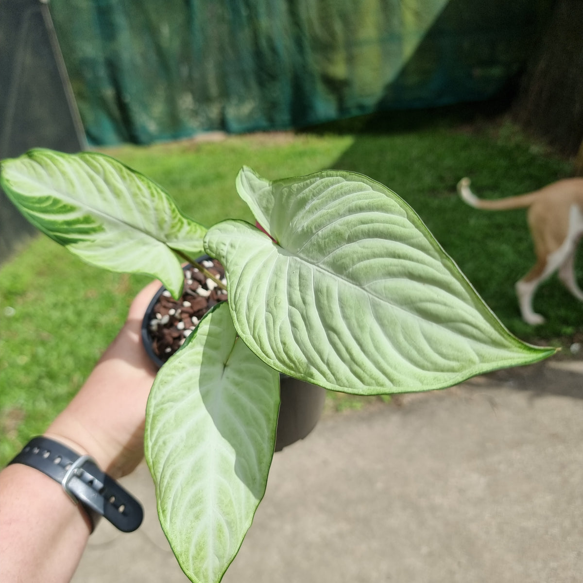 #219 Variegated Phyllotaenium Lindenii 'Cream Cheese' – J & S Plant Pickers