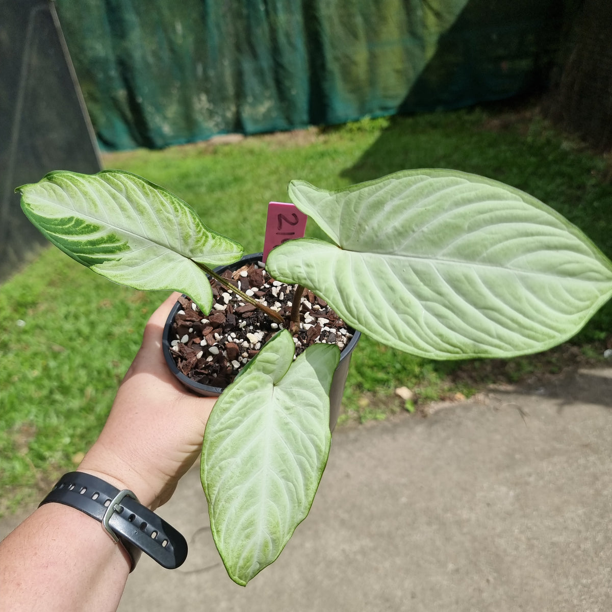 #219 Variegated Phyllotaenium Lindenii 'Cream Cheese' – J & S Plant Pickers