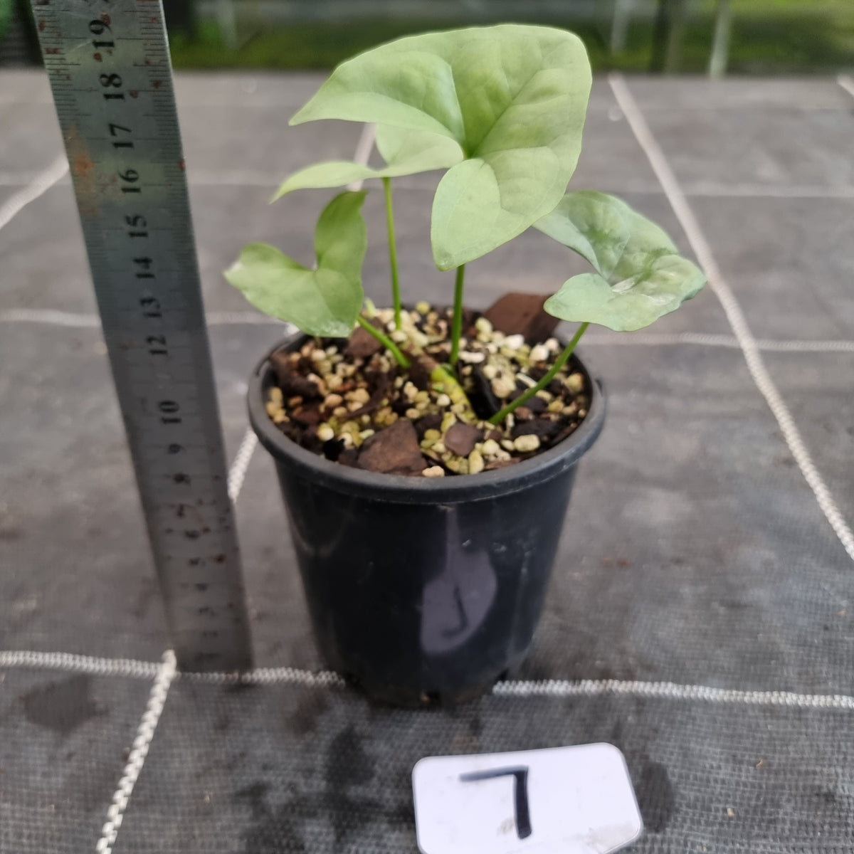 #7 Nephthytis Swainei – J & S Plant Pickers