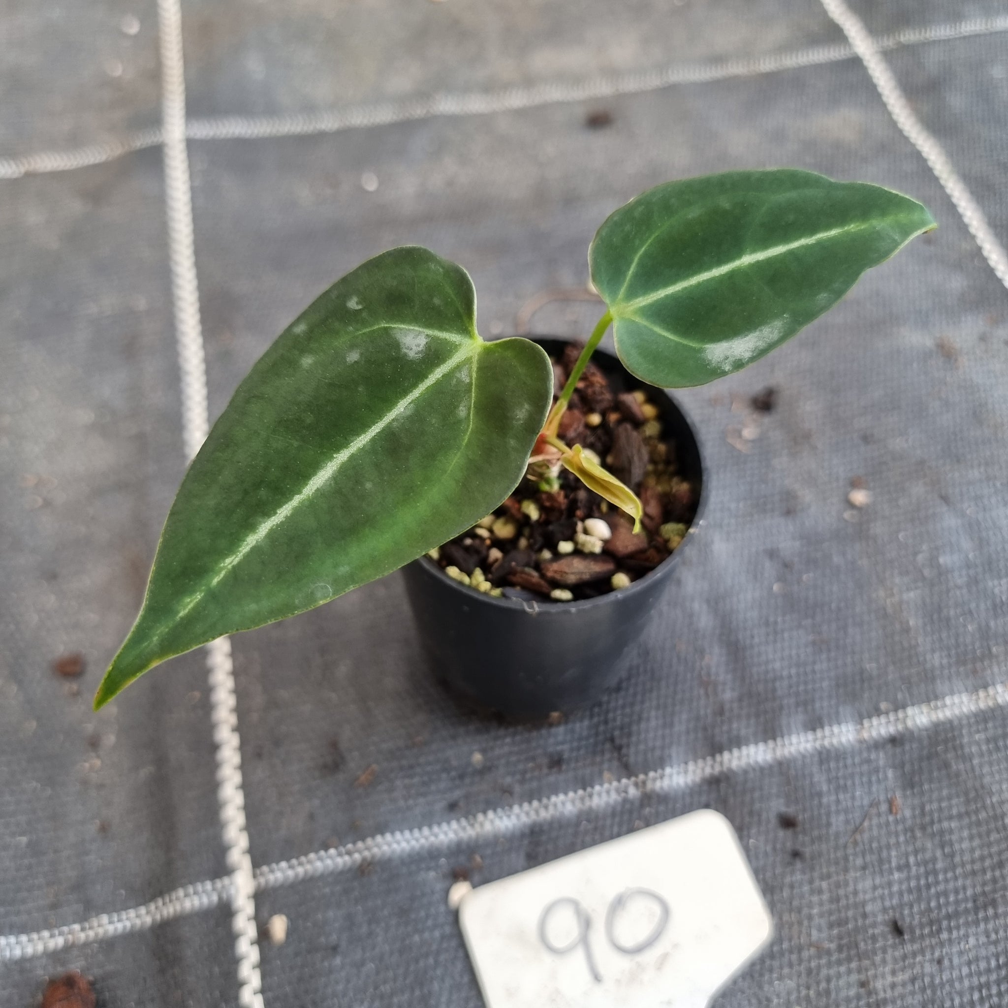 #90 Anthurium Magnificum Hybrid x – J & S Plant Pickers