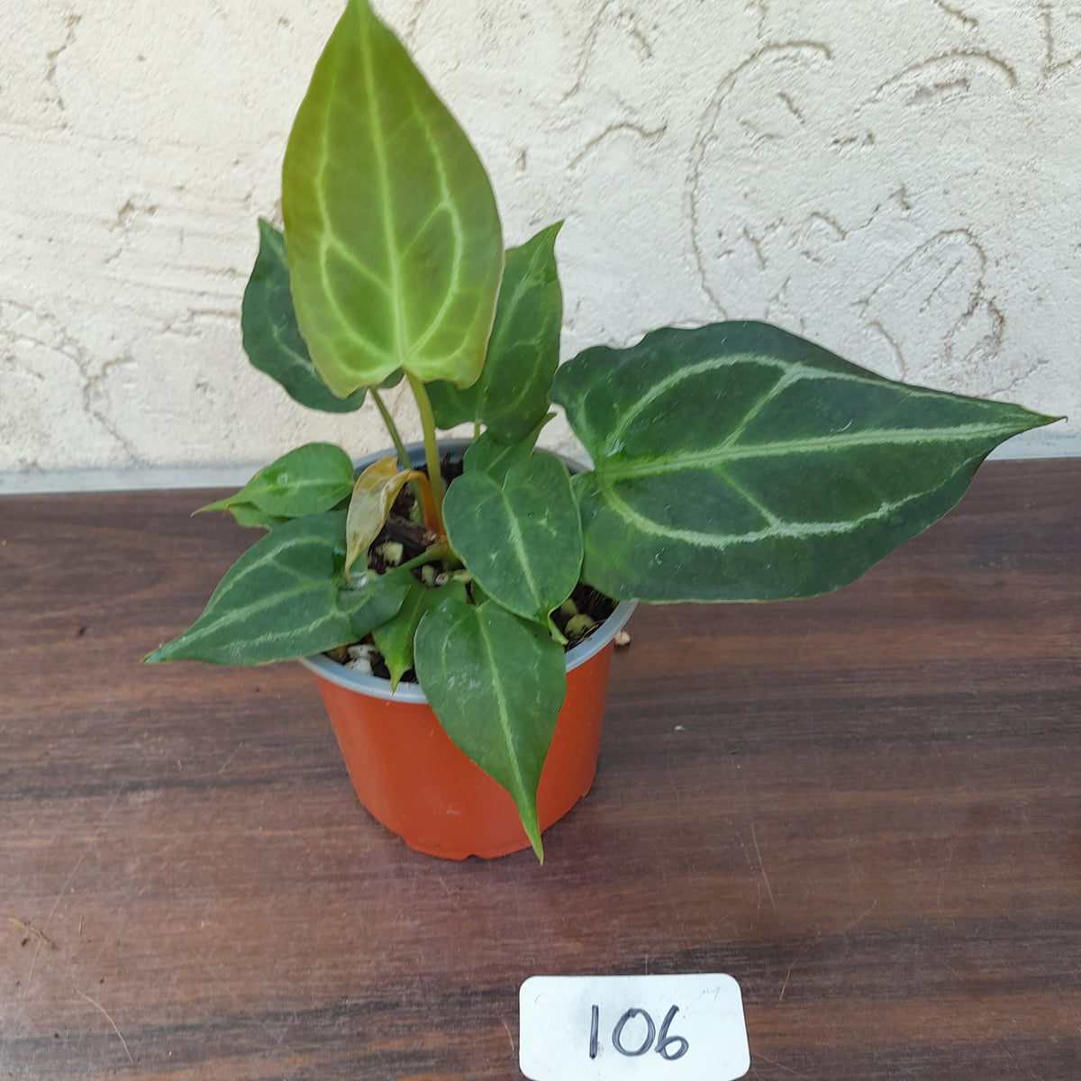 #106 Anthurium NOID with 2 x Heads – J & S Plant Pickers