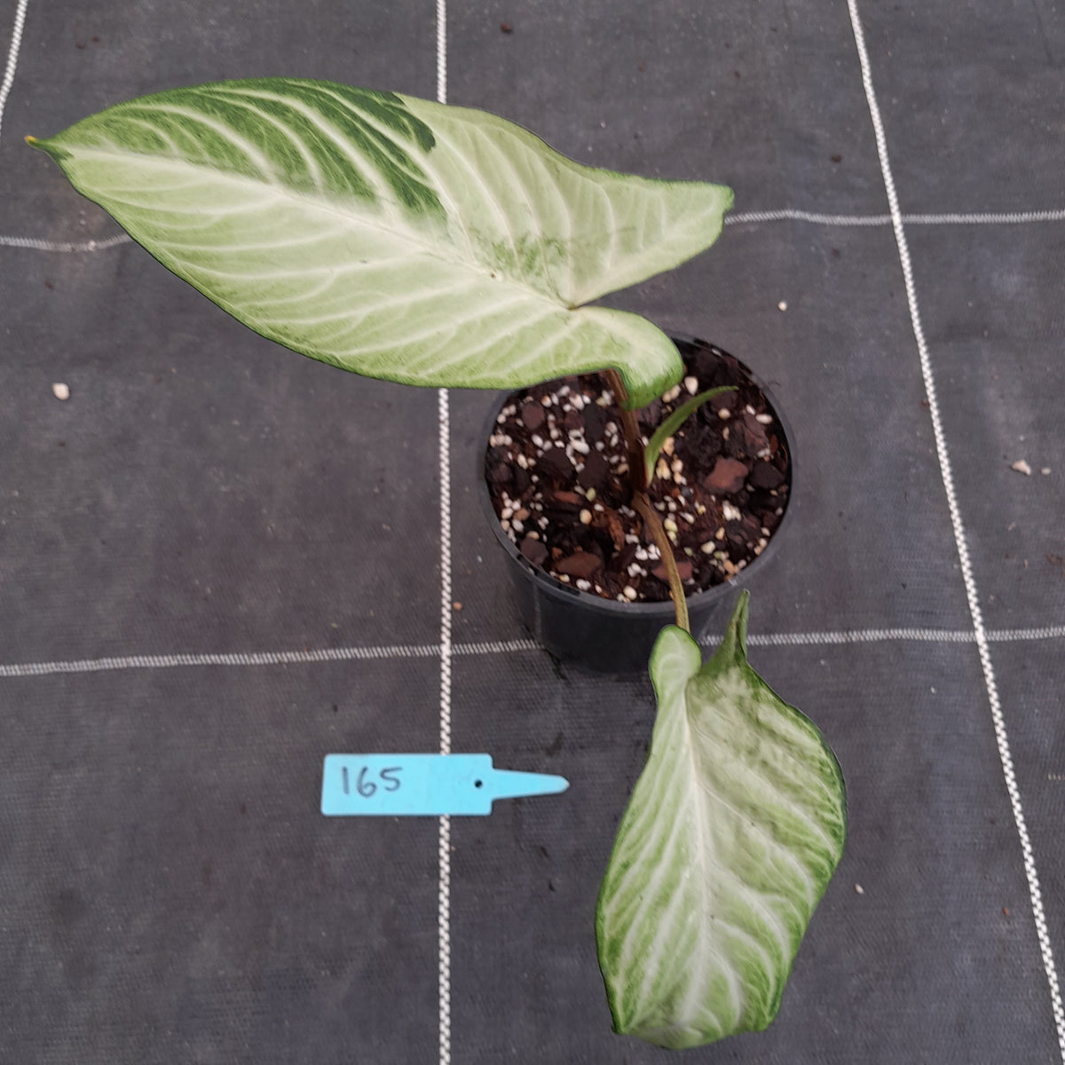 #165 Variegated Phyllotaenium Lindenii 'Cream Cheese' – J & S Plant Pickers