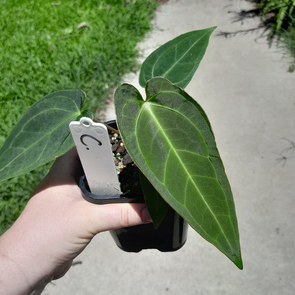#C Narrow Anthurium Velvet Shadow x – J & S Plant Pickers