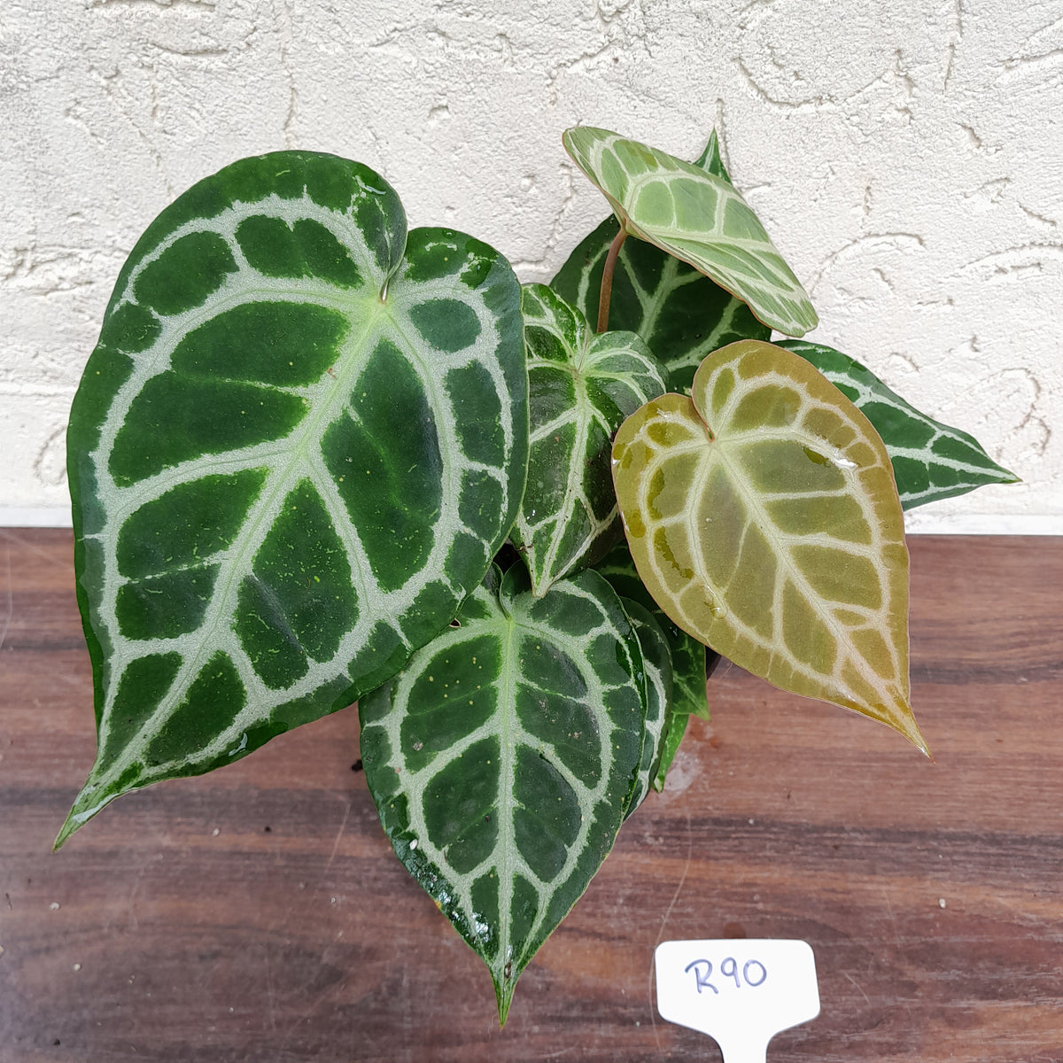 #R90 Large 3 x Headed Anthurium Crystallinum x – J & S Plant Pickers