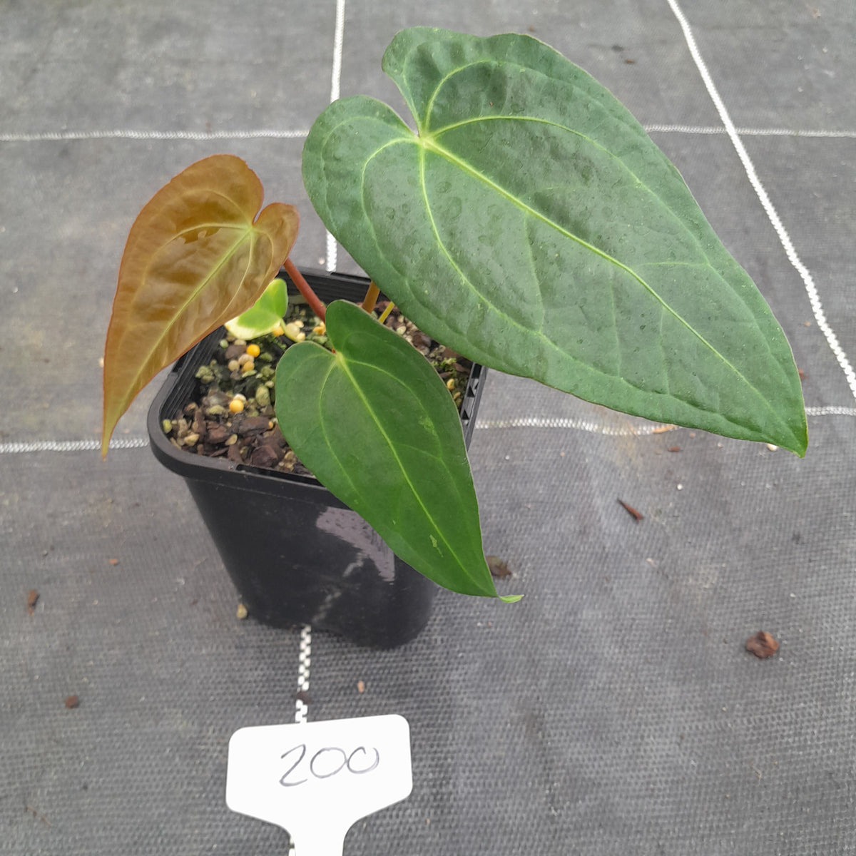 #200 Anthurium Velvet Shadow x – J & S Plant Pickers