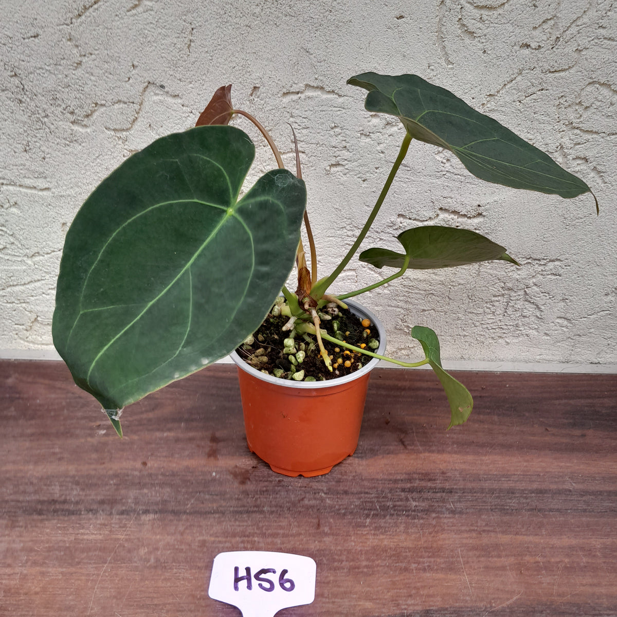 #H56 Anthurium 'Dark Night' x – J & S Plant Pickers