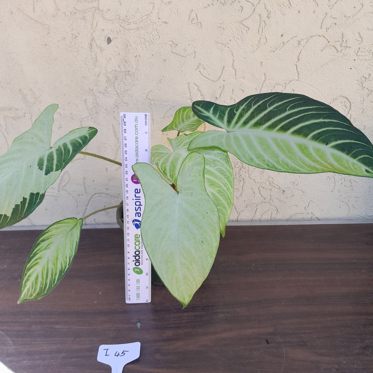 #i45 Large Variegated Phyllotaenium Lindenii 'Cream Cheese' – J & S ...