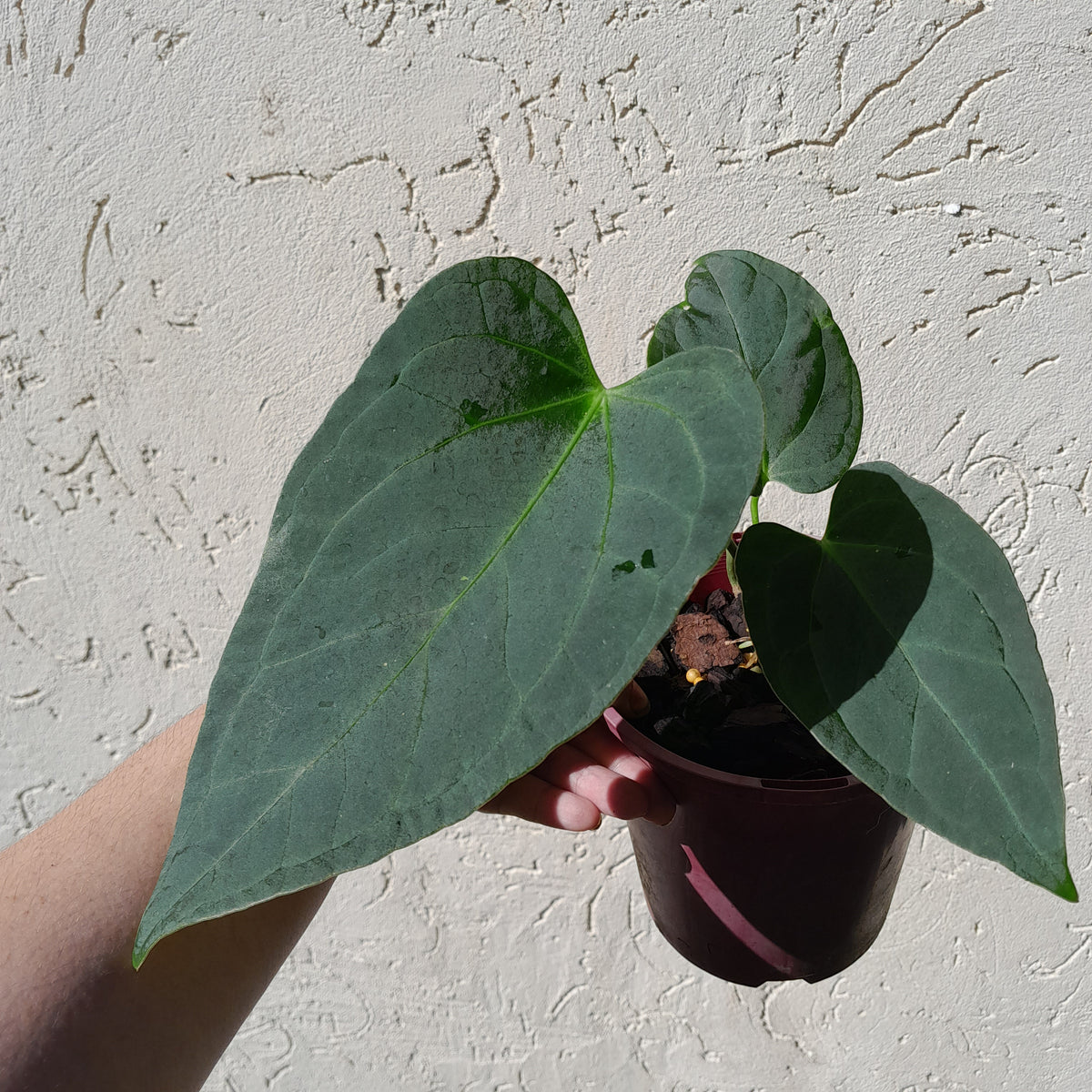 #12 Anthurium 'Velvet Shadow' – J & S Plant Pickers